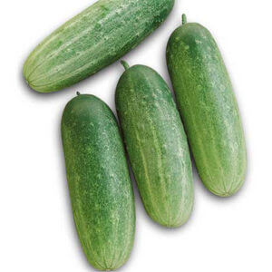 Pepino Caipira - Horticeres Sementes