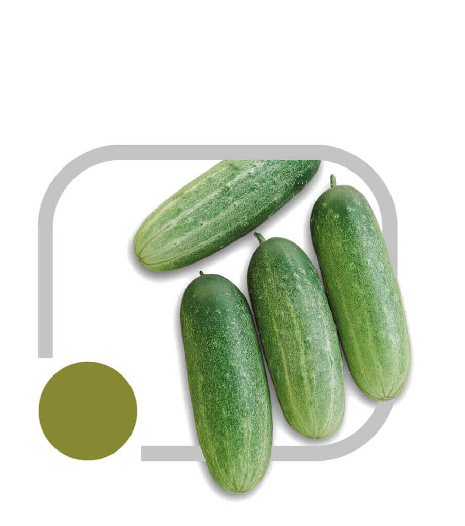 Pepino Caipira - Horticeres Sementes