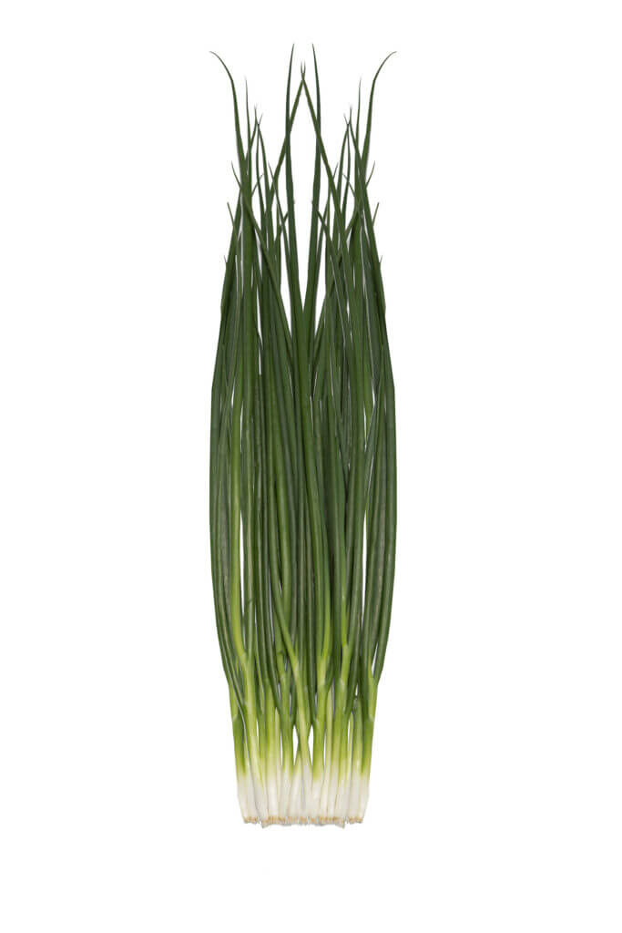 Cebolinha Nagoya - Horticeres Sementes