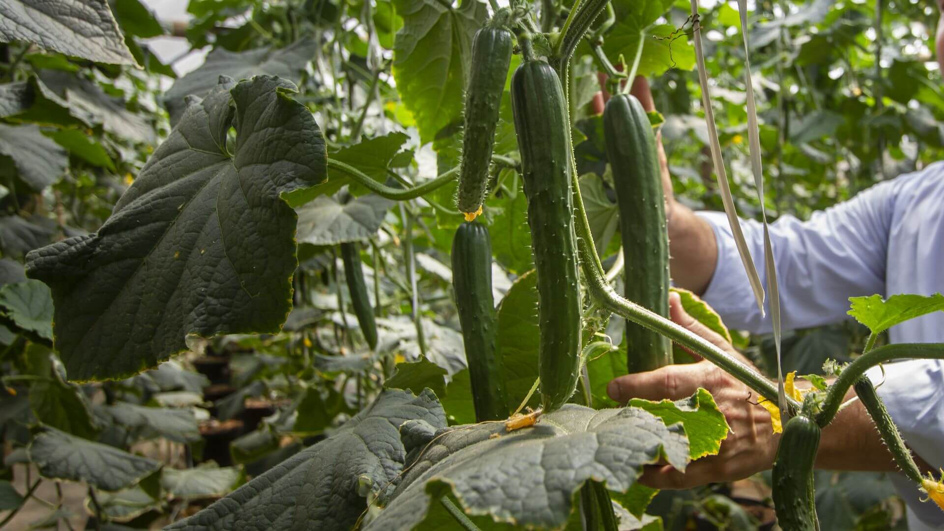 Enxertia de pepino - Horticeres Sementes